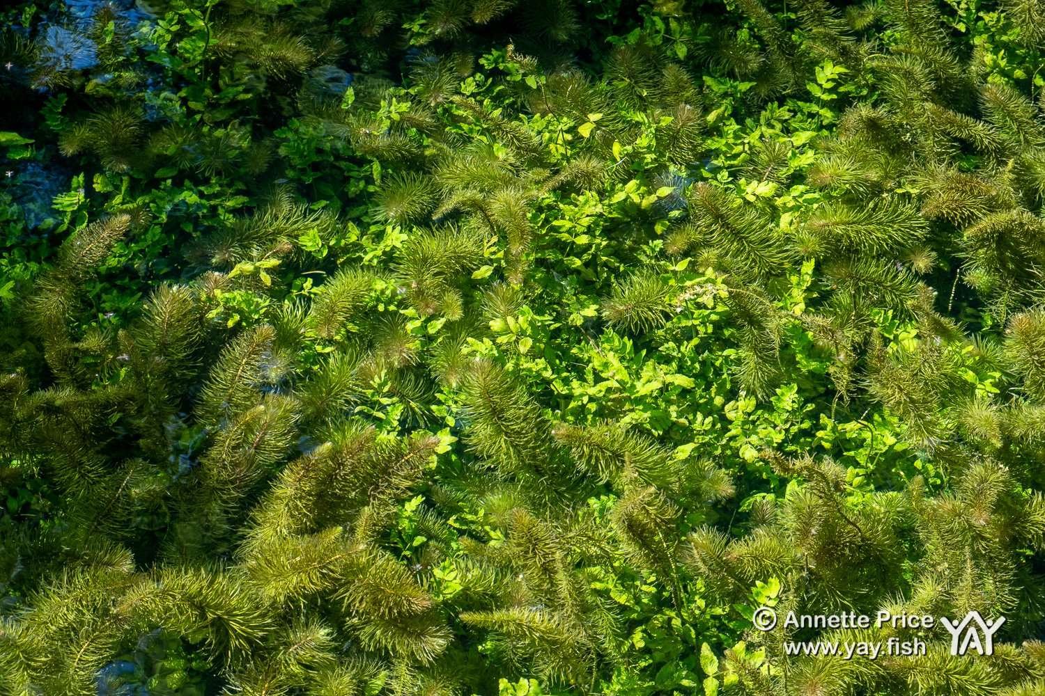 Greywell. Discover This Delightful Walk In Hampshire. Yay.