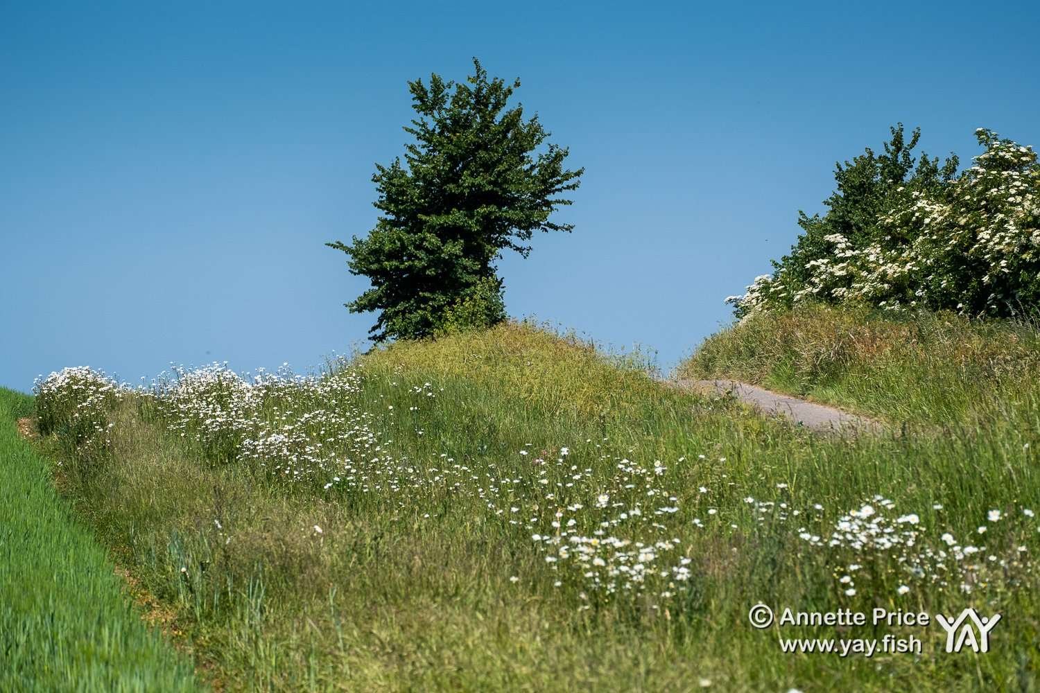 Greywell. Discover This Delightful Walk In Hampshire. Yay.