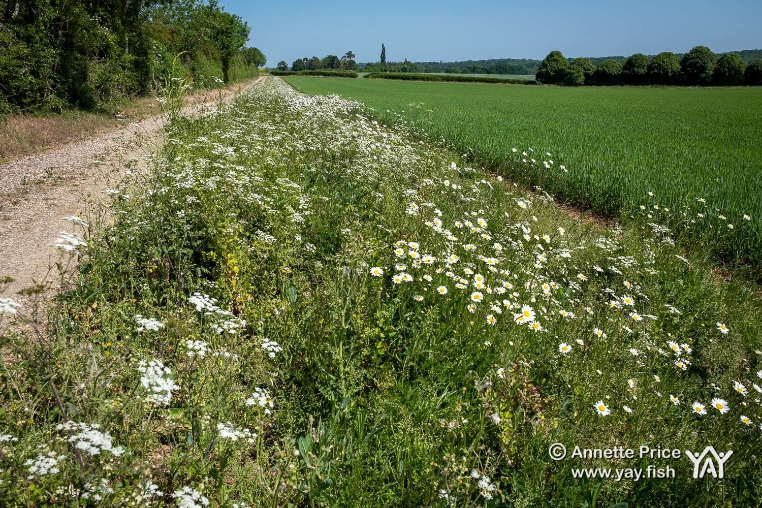 Greywell. Discover This Delightful Walk In Hampshire. Yay.