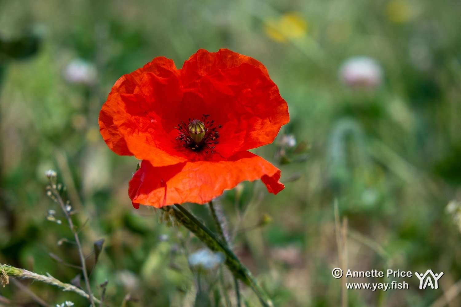 Greywell. Discover This Delightful Walk In Hampshire. Yay.